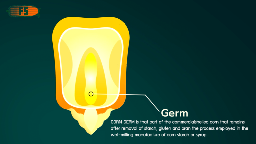 CORN GERM – Friendship Corn Starch Co., Ltd.